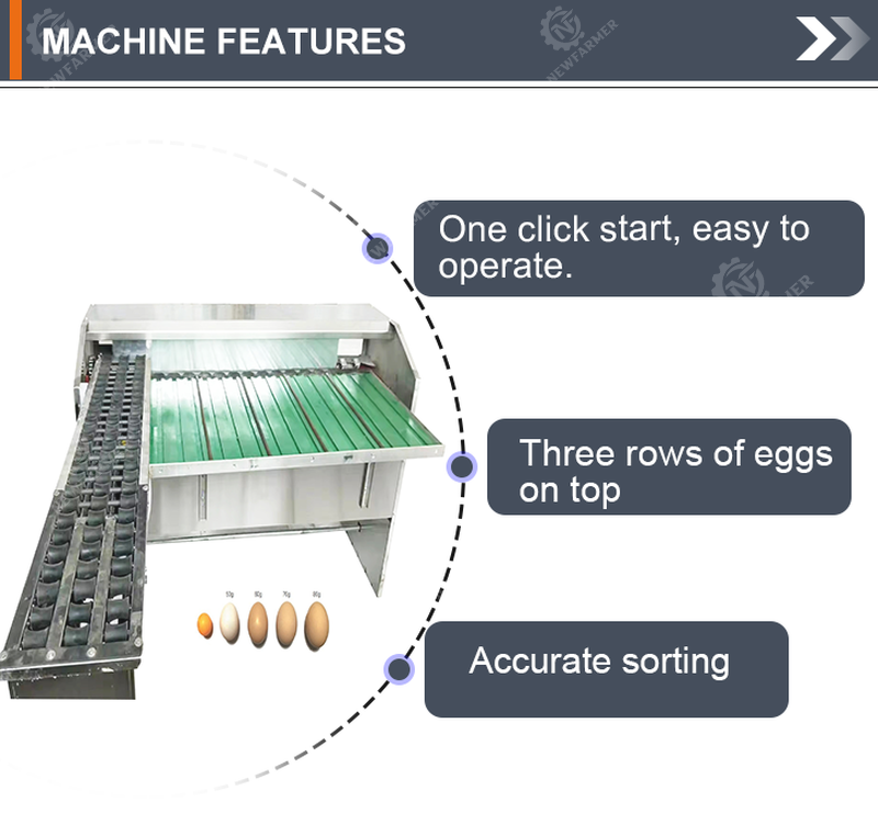 Egg Grader: Accurate Egg Sizing And Stable, High-output Operation, High ...