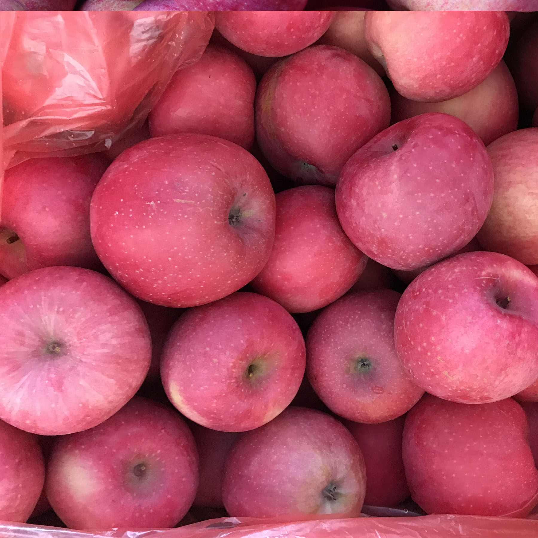 Fuji Apples Chinese Fuji Apples Red Fuji Apples, High Quality Fuji ...