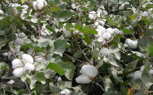 Cyren 살충제 Fipronil 97 % Tc, Bossgoo.com의 고품질 Cyren 살충제 Fipronil 97 % Tc