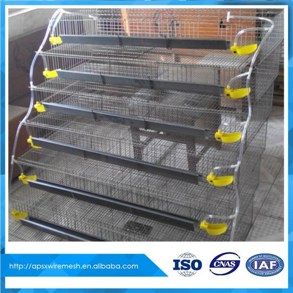 Automatic Watering System For Quail Egg Bird Cage In Farm, High Quality ...