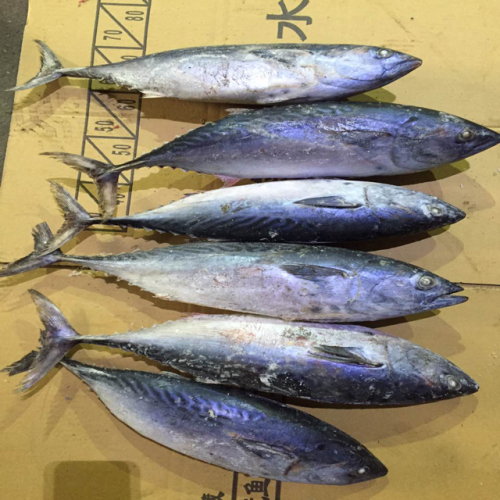 Natural Big Size Seafood Fish 200-250g Frozen Pacific Mackerel Raw ...