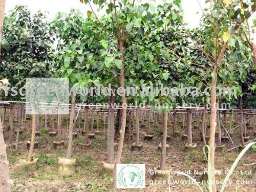 Ficus Religiosa Nursery Plants, High Quality Ficus Religiosa Nursery ...