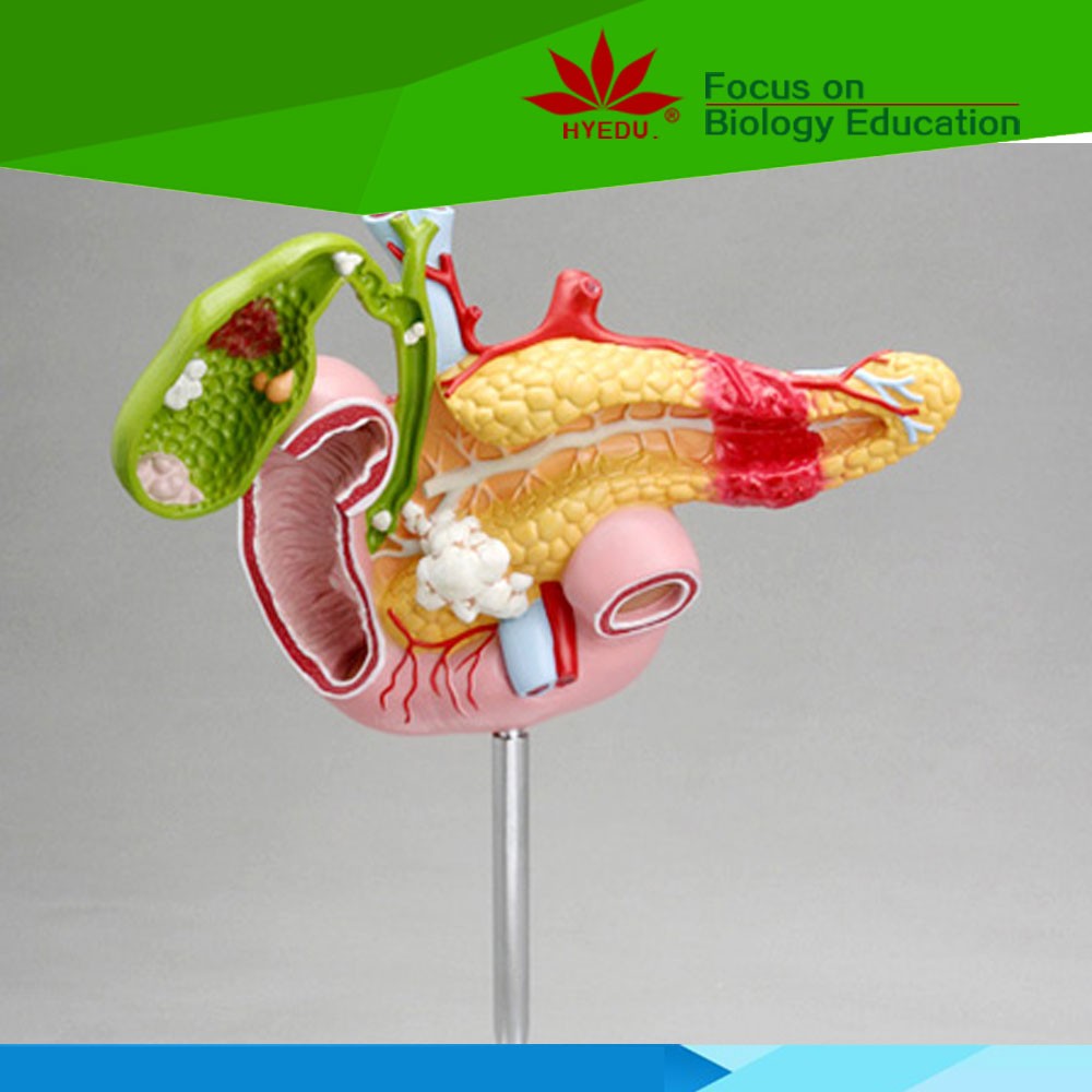 Direct Factory Supplied Human Pancreas Anatomy Model, High Quality ...