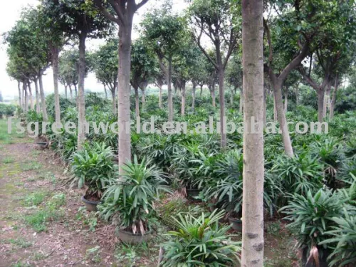Ficus Nitida Trees, High Quality Ficus Nitida Trees on Bossgoo.com