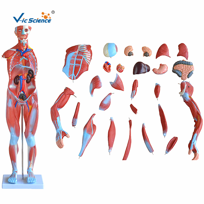 80cm Human Muscles Model Male, High Quality 80cm Human Muscles Model ...