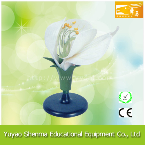 Model Of Pea Flower/flower Model, High Quality Model Of Pea Flower ...