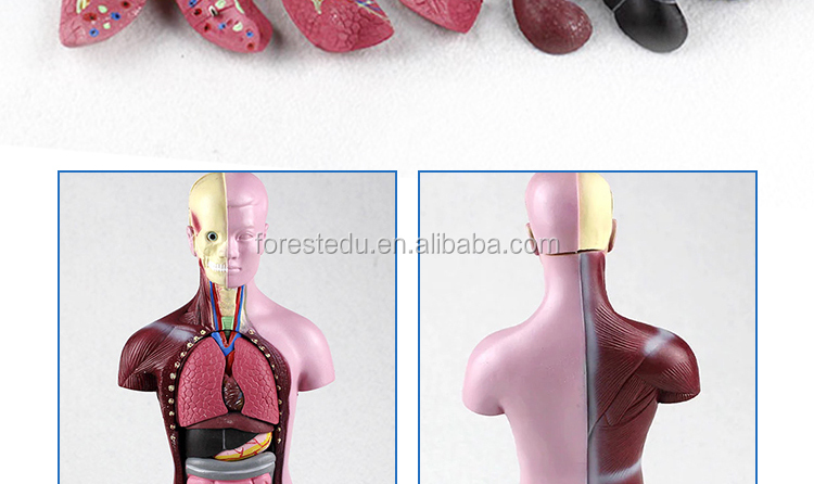 30cm High Human Anatomy Torso Model For Physiology And Anatomy Study ...