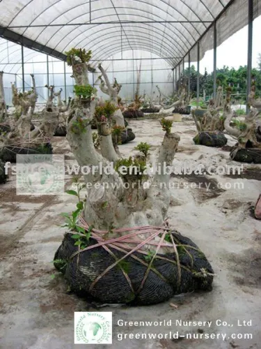 Lagerstroemia Indica Stump Bonsai Shape, High Quality Lagerstroemia ...