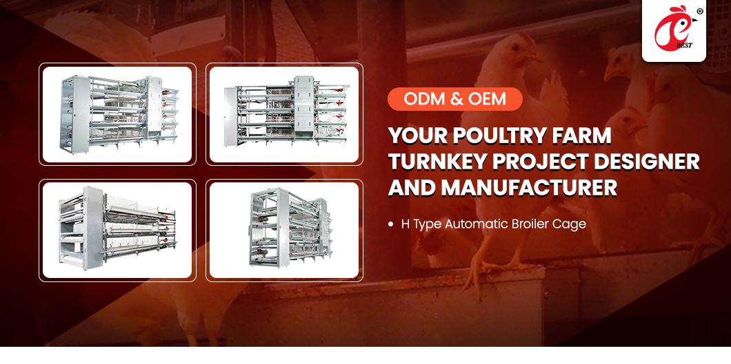 H Type Broiler Cage With Manure Belt For Efficient Broiler Chicken ...