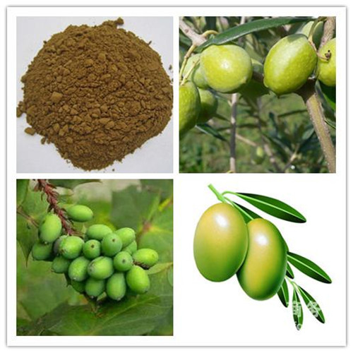Oleanolic Acid Hydroxytyrosol Oleuropein Olive Leaf Extract, High ...