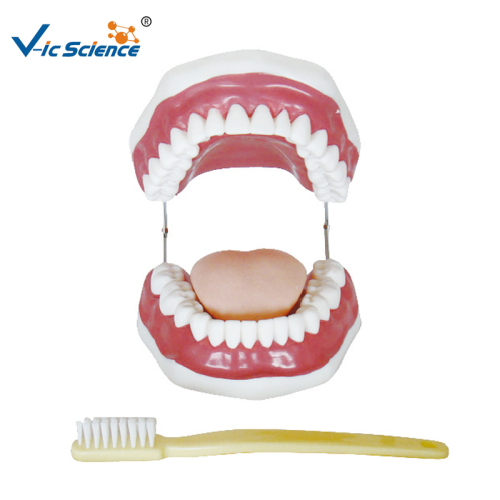 Teaching Demonstration Of Brushing Teeth Model, High Quality Teaching ...