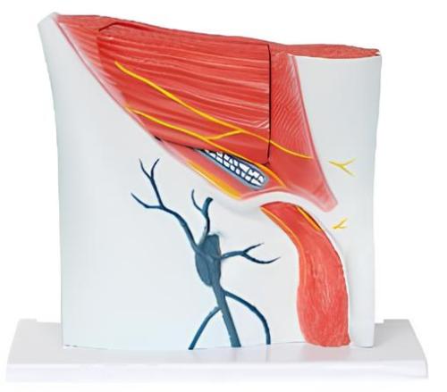 Anatomical Model Of Groin, High Quality Anatomical Model Of Groin on ...