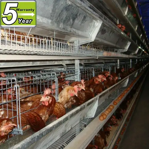 Battery Cage Poultry For Poultry Farm, High Quality Battery Cage ...