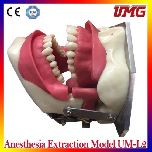 China Dental Products Anesthesia Extraction Model Um-l2, High Quality ...