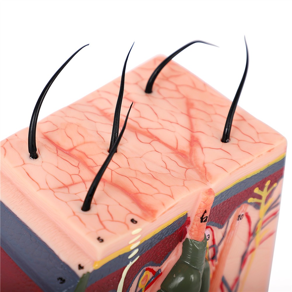 Exploring The Skin Enlargement Model: Understanding Tissue Hierarchical ...