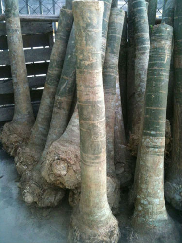 Single-stem Pachira Macrocarpa, High Quality Single-stem Pachira ...