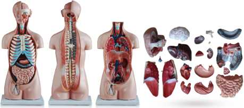 Gender-neutral Human Torso Model, High Quality Gender-neutral Human ...