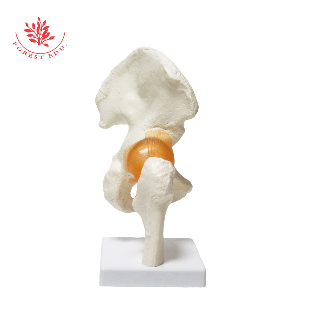 Life Size Human Hip Joint Model With Ligaments - Frt028 Teaching Supply ...