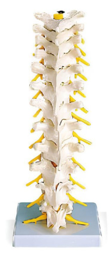 Thoracic Vertebrae And Spinal Nerve Model, High Quality Thoracic ...