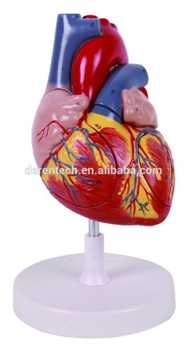 Human Heart Model, Enlarged Heart Model ,giant Heart Model, High ...