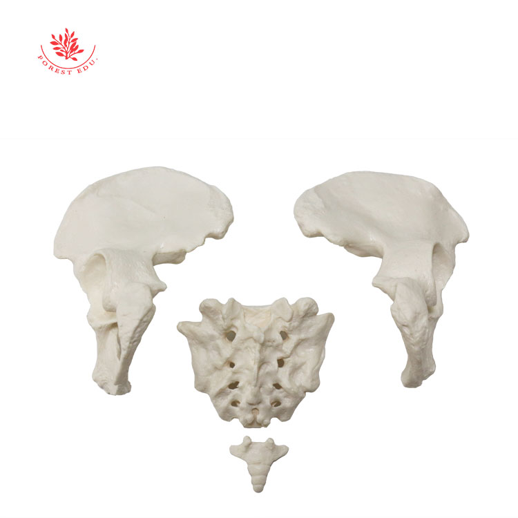 Disarticulated Adult Human Skeleton Bones Anatomical Model Teaching ...