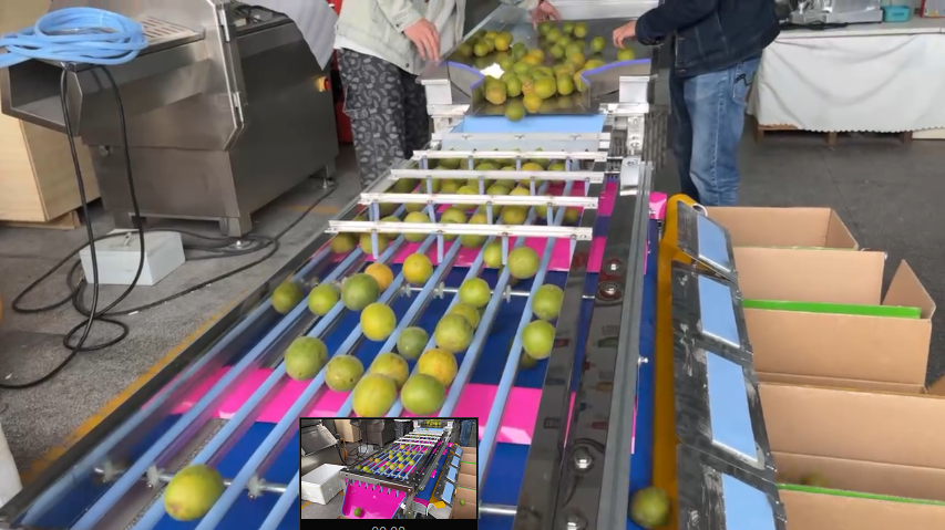 Cable Track Sorting Vegetables And Fruits Machine, High Quality Cable ...