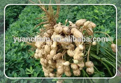 Chopped Peanuts, Diced Roasted Peanuts,roasted Split Peanuts, High ...