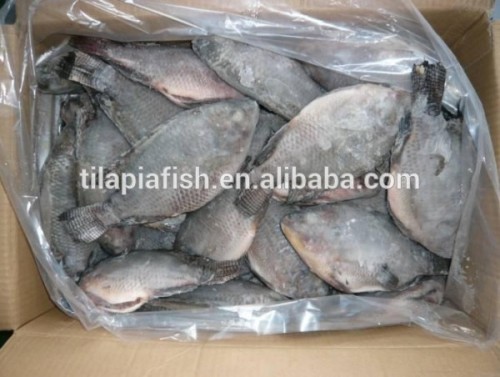 Fat Frozen Breaded Tilapia For Eating, High Quality Fat Frozen Breaded ...