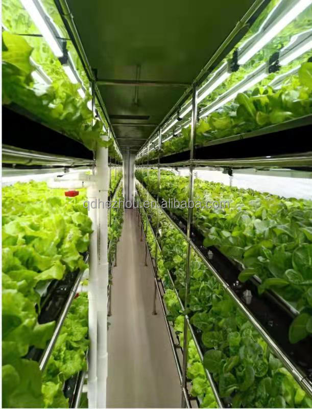 2024 40rf Hydroponic Container Farm: Vegetable Growing In Shipping ...