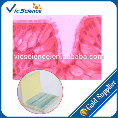 Microanatomy Human Slides/prepare Tissue Slides/histo Slides, High ...