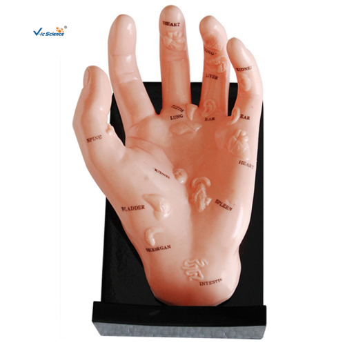 Hand Model Ilustrating Organs On The Points, High Quality Hand Model ...