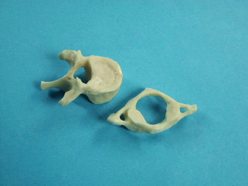 Vertebrae Bone Model Set, High Quality Vertebrae Bone Model Set on ...