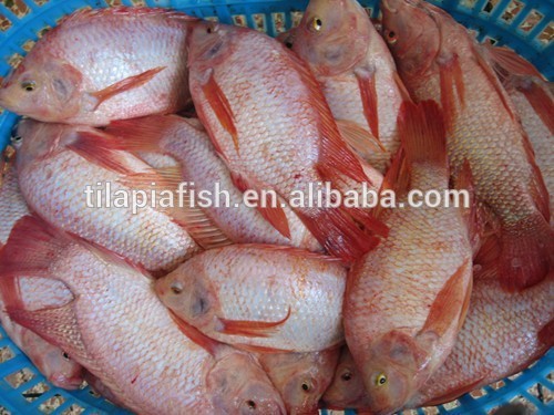 Good Chinese Frozen Red Tilapia Fish Price, High Quality Good Chinese ...
