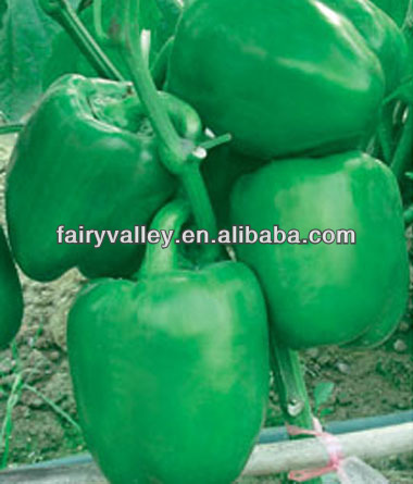 Growing Chinese Hybrid F1 Sweet Peppers From Seeds-beautiful Crown ...