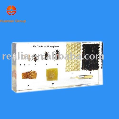 Huamao Honey Bee Specimen, High Quality Huamao Honey Bee Specimen on ...