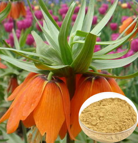 Tendrilleaf Fritillary Bulb Extract / Unibract Fritillary Bulb Extract ...