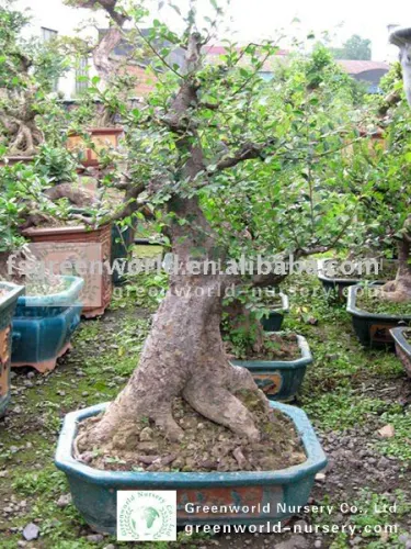 Ulmus Pumila Bonsai Trees Stump Shape, High Quality Ulmus Pumila Bonsai ...