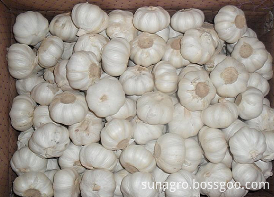 Serve Fresh And Plain Peeled Garlic, High Quality Serve Fresh And Plain ...