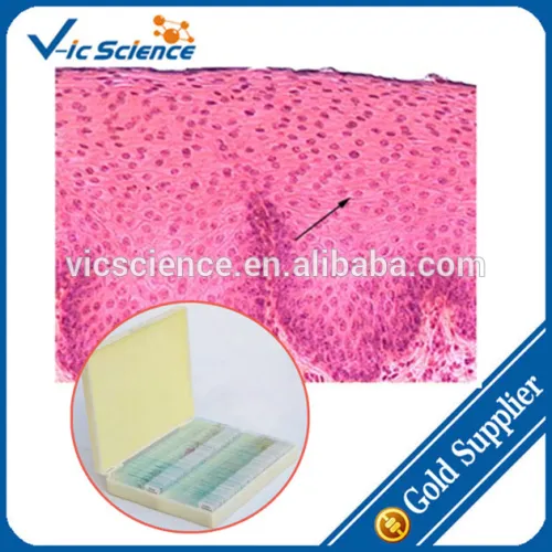 Microanatomy Glass Slides/microscope Microanatomy Slides/slides, High ...