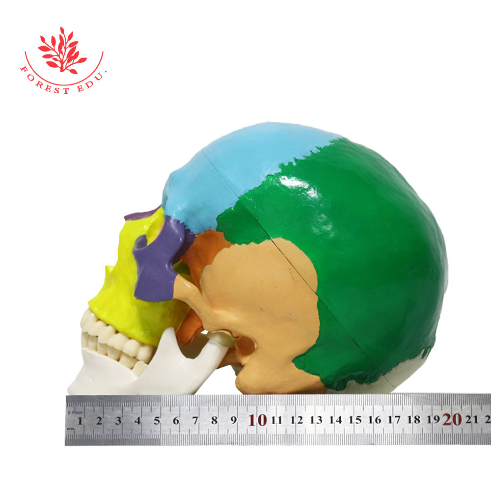 Life-size Colored Human Skull Model With Contrasting Colors For Bony ...