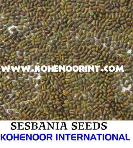 High Quality Sesbania Seeds, High Quality High Quality Sesbania Seeds ...