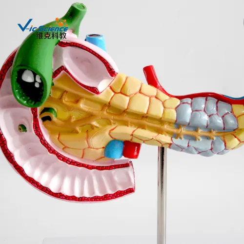 The Model Of Spleen Pancreas Gallbladder And Duodenum, High Quality The ...