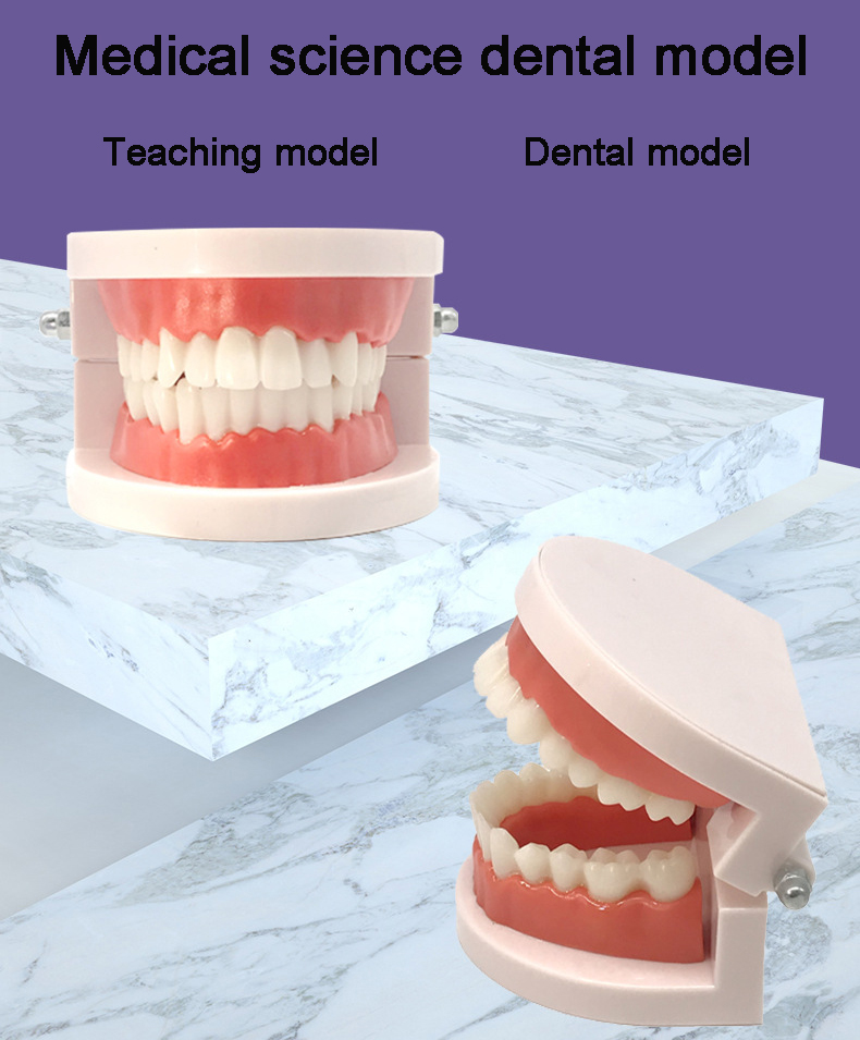 Standard Tooth Model For Dental Brush Training And Practice, High ...