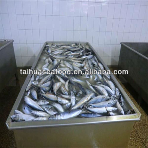 Frozen Best Season Sea Fish Types, High Quality Frozen Best Season Sea ...