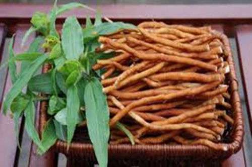 Raw Chinese Medicinal Herb Radix Codonopsis, High Quality Raw Chinese ...