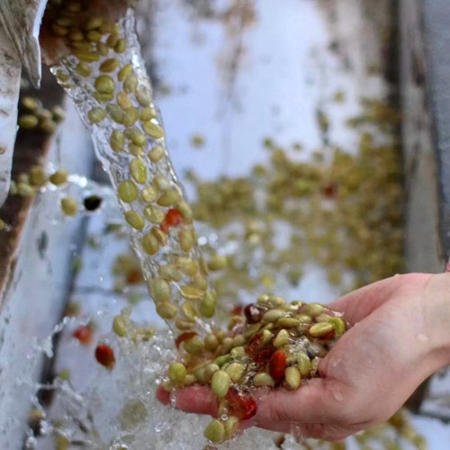 Grade 1 Roasted Robusta Coffee Bean, High Quality Grade 1 Roasted ...