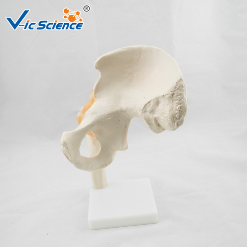 Life-size Hip Joint Model, High Quality Life-size Hip Joint Model on ...