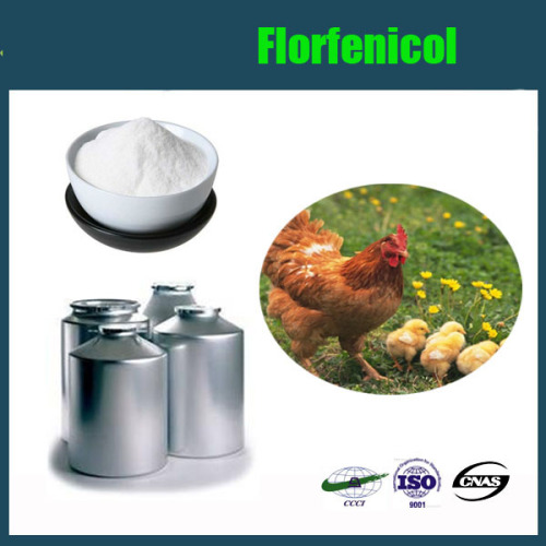 Gmp Florfenicol, Florfenicol Soluble Powder, Florfenicol Powder For ...