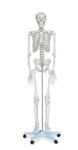 Life-size Human Skeleton Model, High Quality Life-size Human Skeleton ...