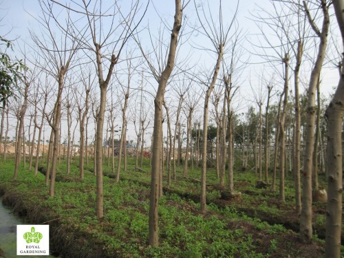 Delonix Regia Trees, High Quality Delonix Regia Trees on Bossgoo.com